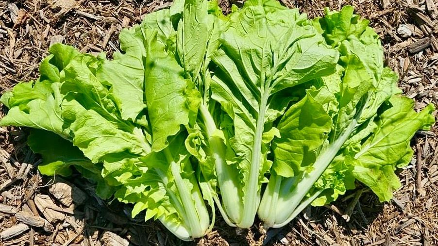 Asian Greens-Tokyo Bekana