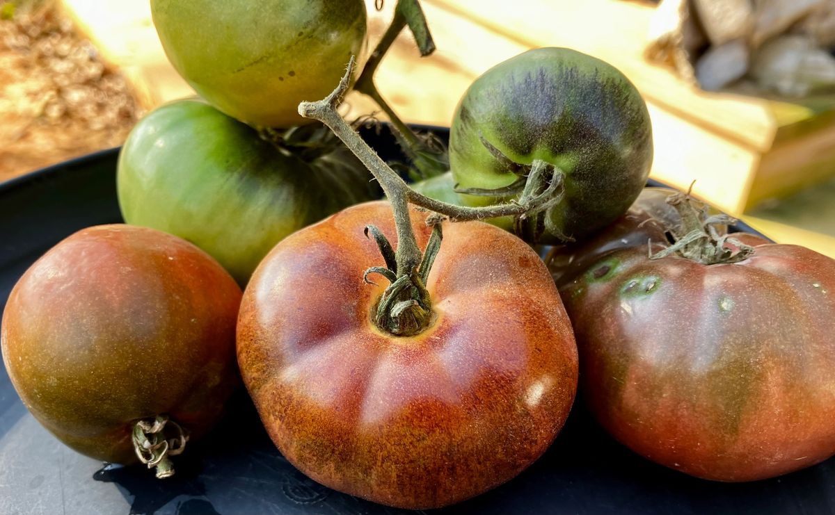 Tomato-King Aramis-Dwarf Black