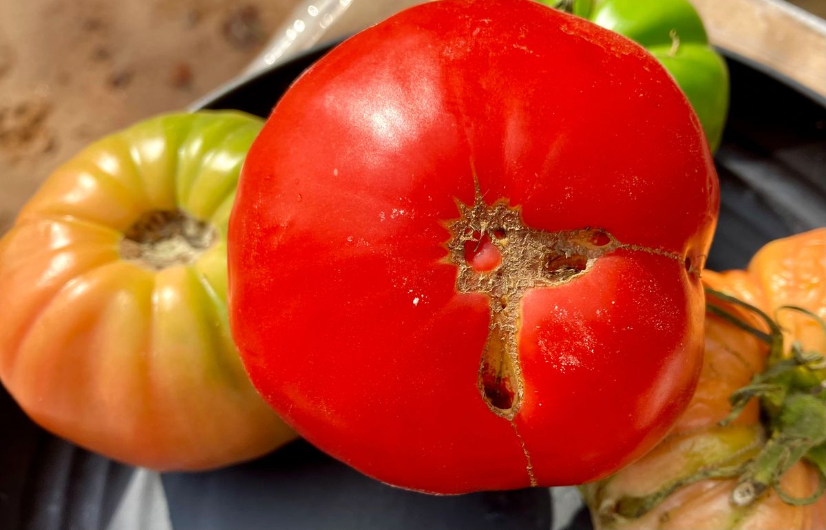 Tomato-Delicious Hunt’s Strain-Beefsteak Heirloom