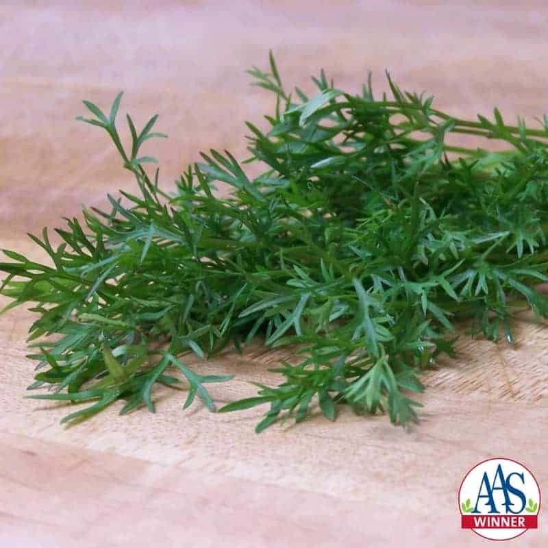 Cilantro-Delfino fern leaf