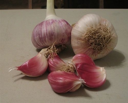 German Red Garlic-1/4 pound-RARE-ships in sept-oct