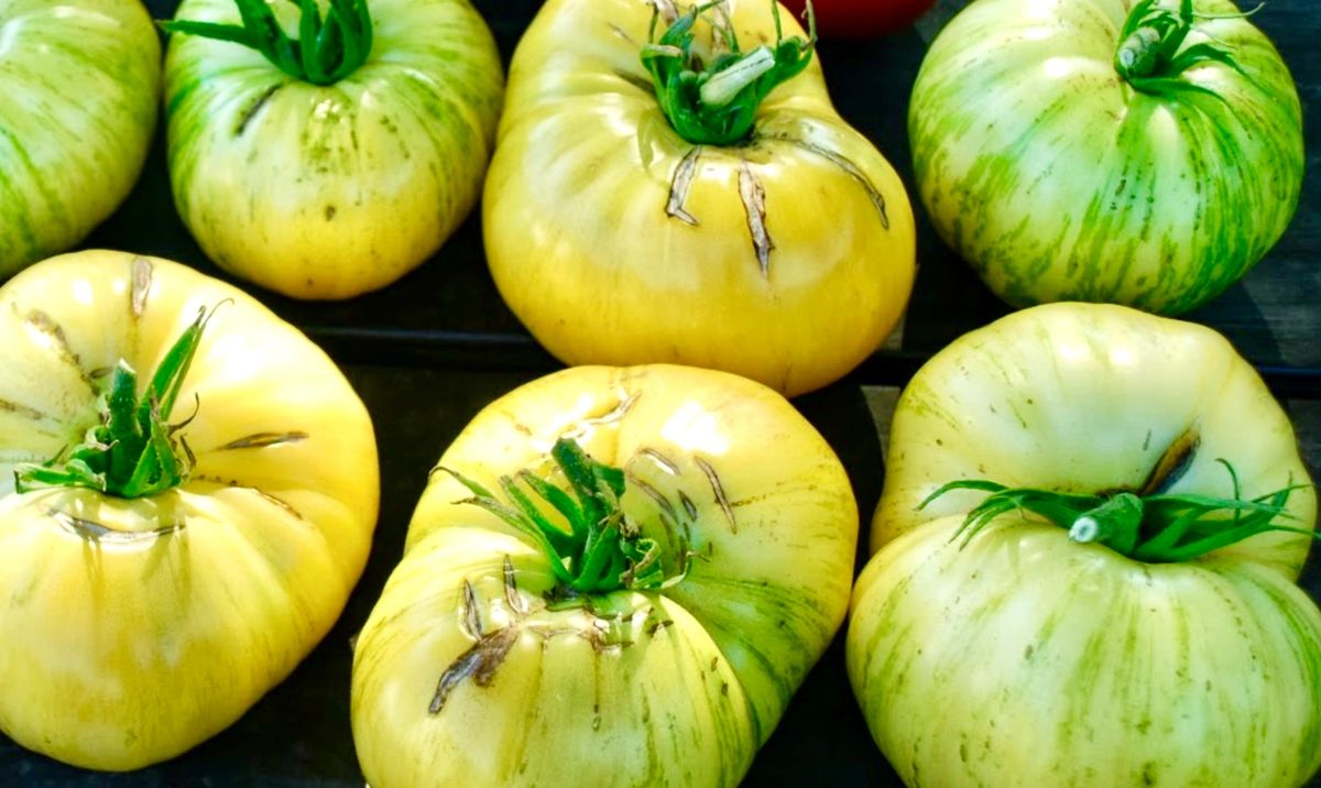 Tomato-Pineapple Pig-Certified Organic