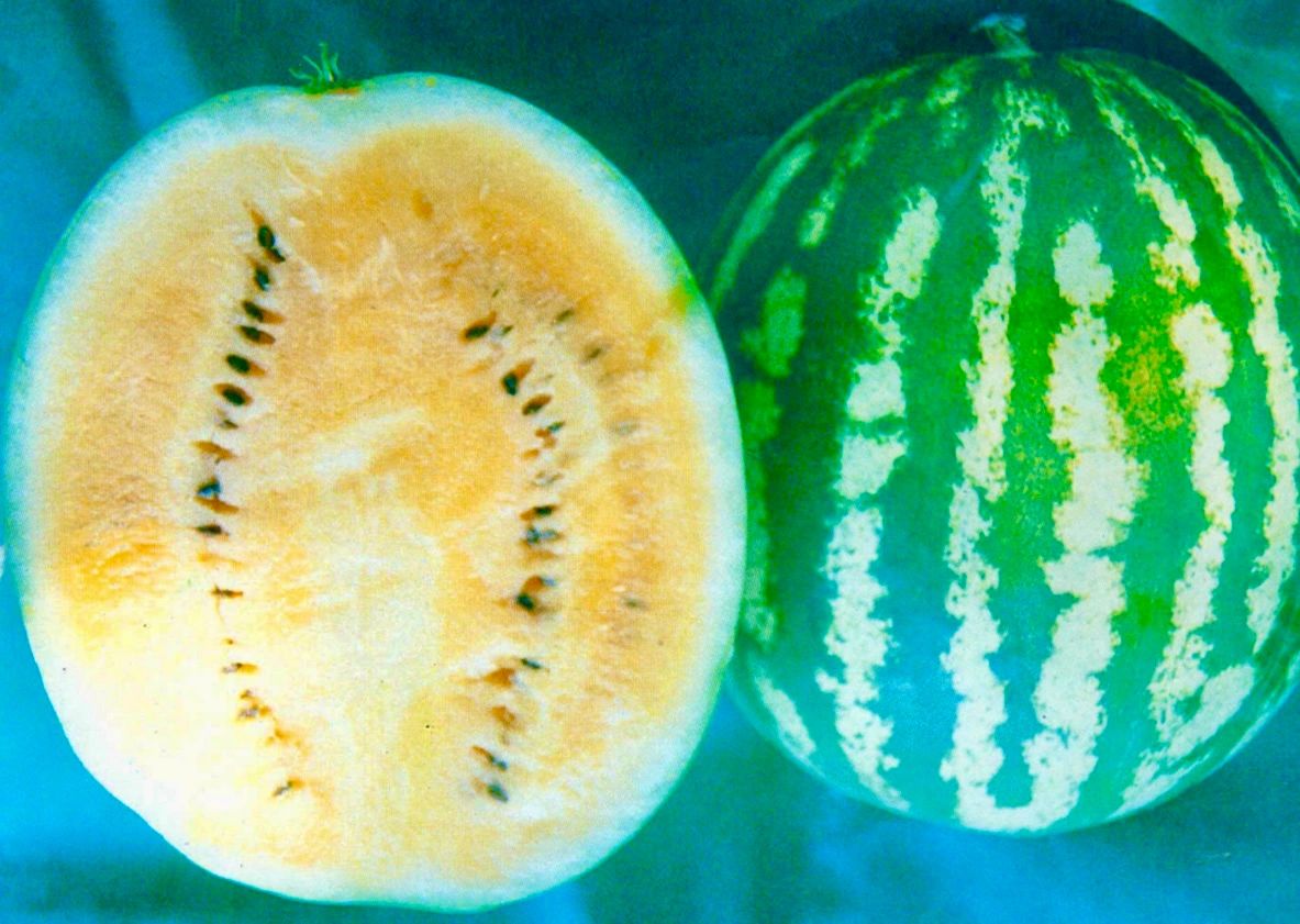Watermelon -AU Golden Producer-extremely rare