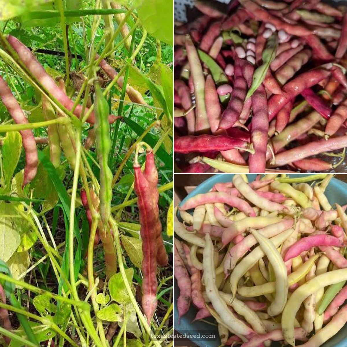 Bean,Half Runner- Arkansas Pink