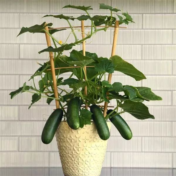 Cucumber Mini Quick Snack