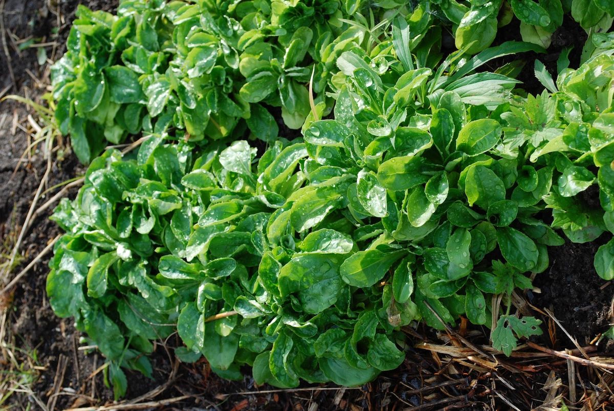 Greens-Corn Mache (lambs lettuce)-heirloom