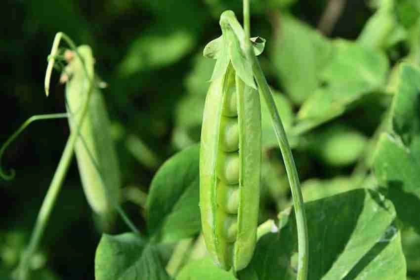 Pea-Shelling Pea-Glory Of Devon-Rare