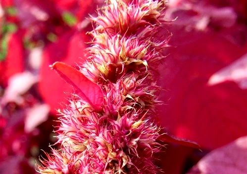 Greens-Amaranthus tricolor 'Red Army'