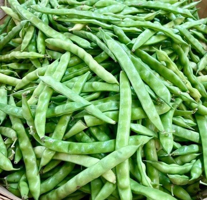 Bean, Pole-RARE Bertie Best Black Greasy Bean Green Bean