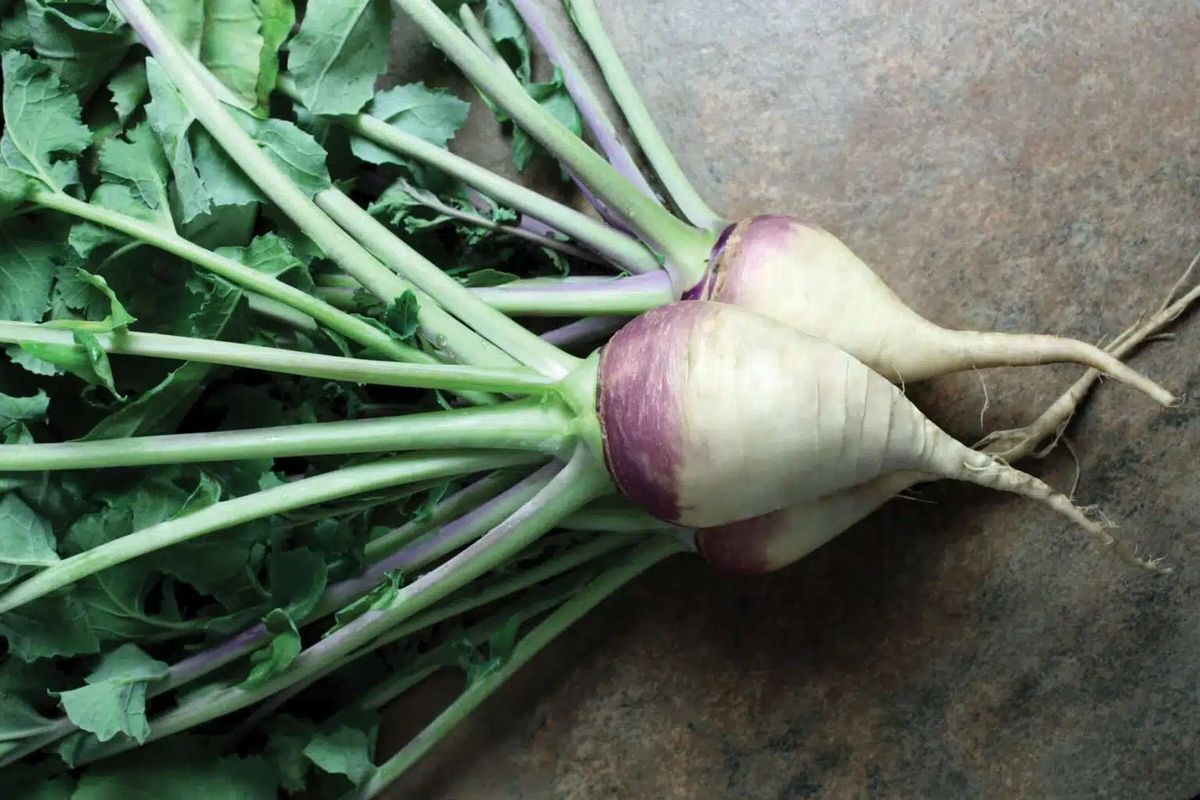 Rutabaga-Laurentian-heirloom