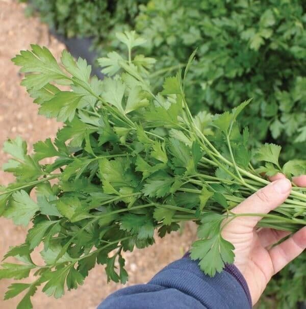 Parsley Gigante D’ Italia