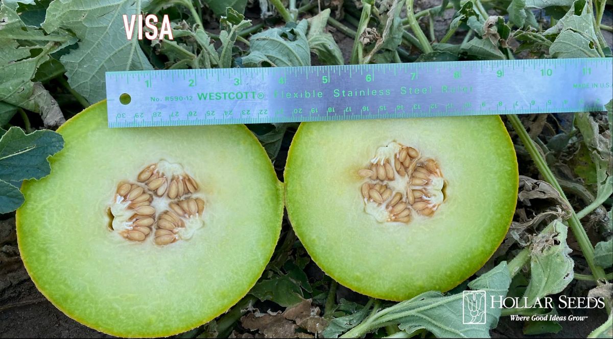Melon-Visa F1, galia type