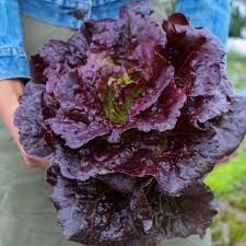 Lettuce-Cherokee Red leaf-Certfied Organic Primed & Pelleted