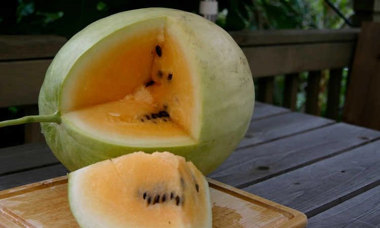 Watermelon-Desert King-Hard to find