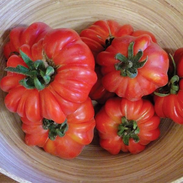 Tomato-Genuwine F1-beefsteak-Certified Organic