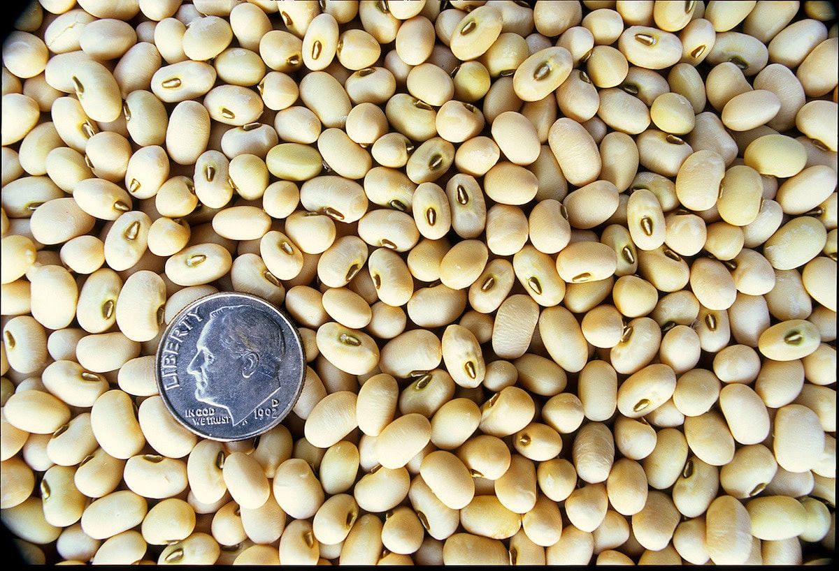 Cowpea, Lady-rare selection