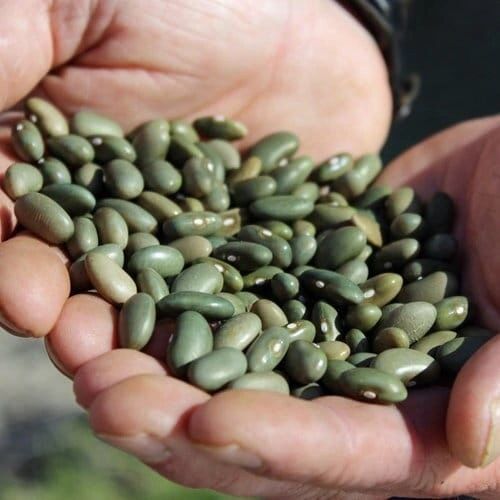 Pole Bean-Mbombo Green Bean