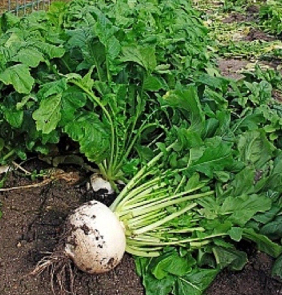 Turnip-Root-Shogoin