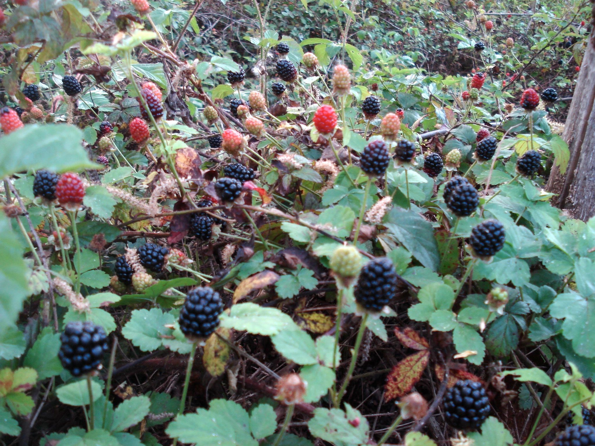 Bramble Berry Farms