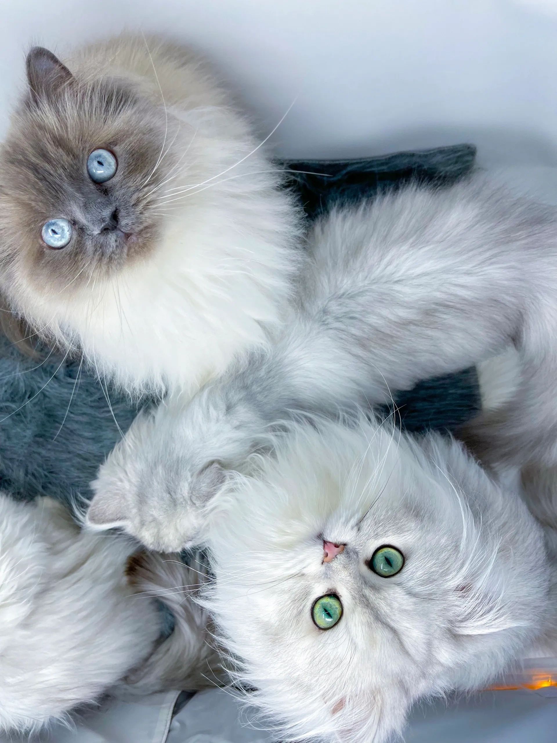 Marilyn X Johnny 10/11/25 | Michigan mittens kittens