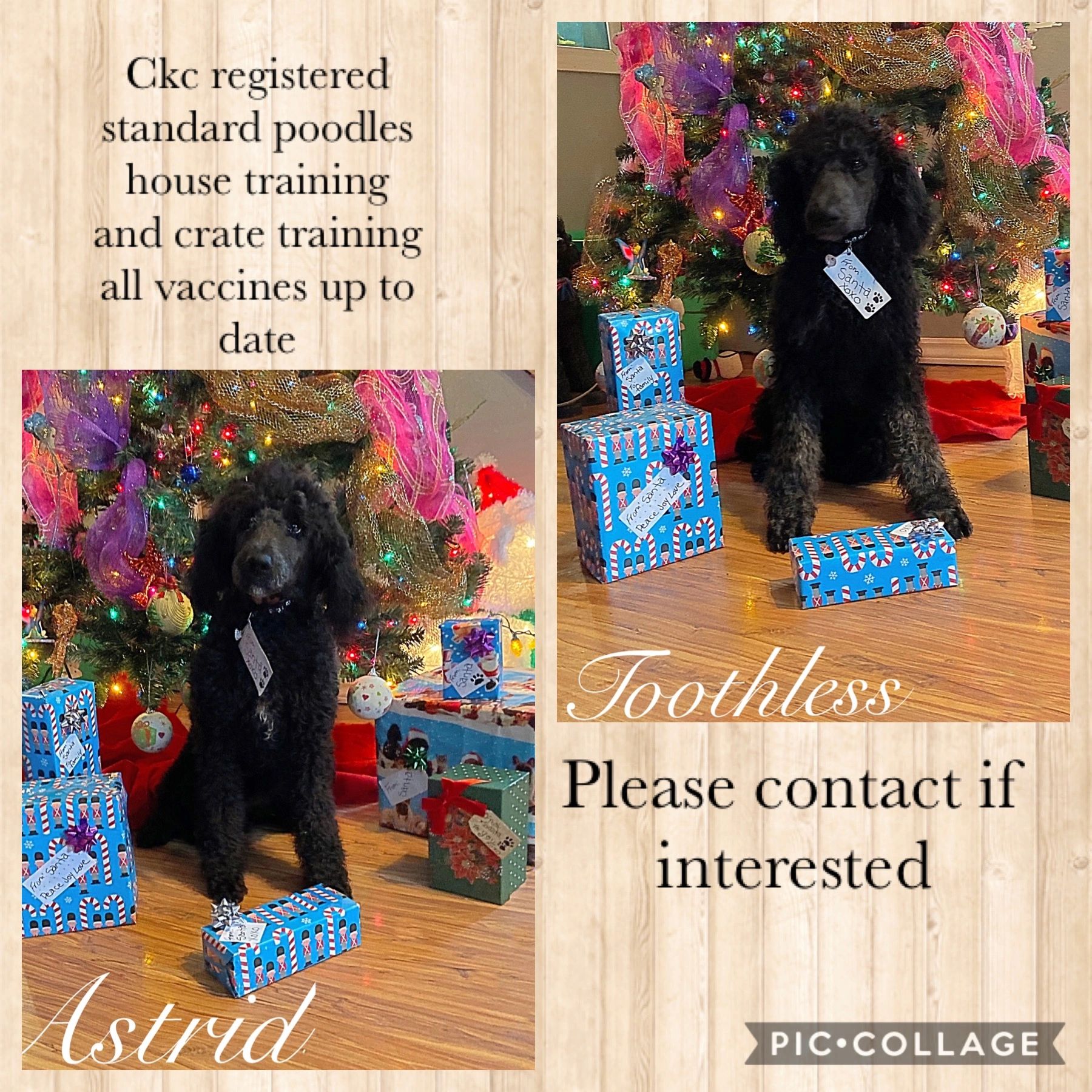 Are Standard Poodles Loyal