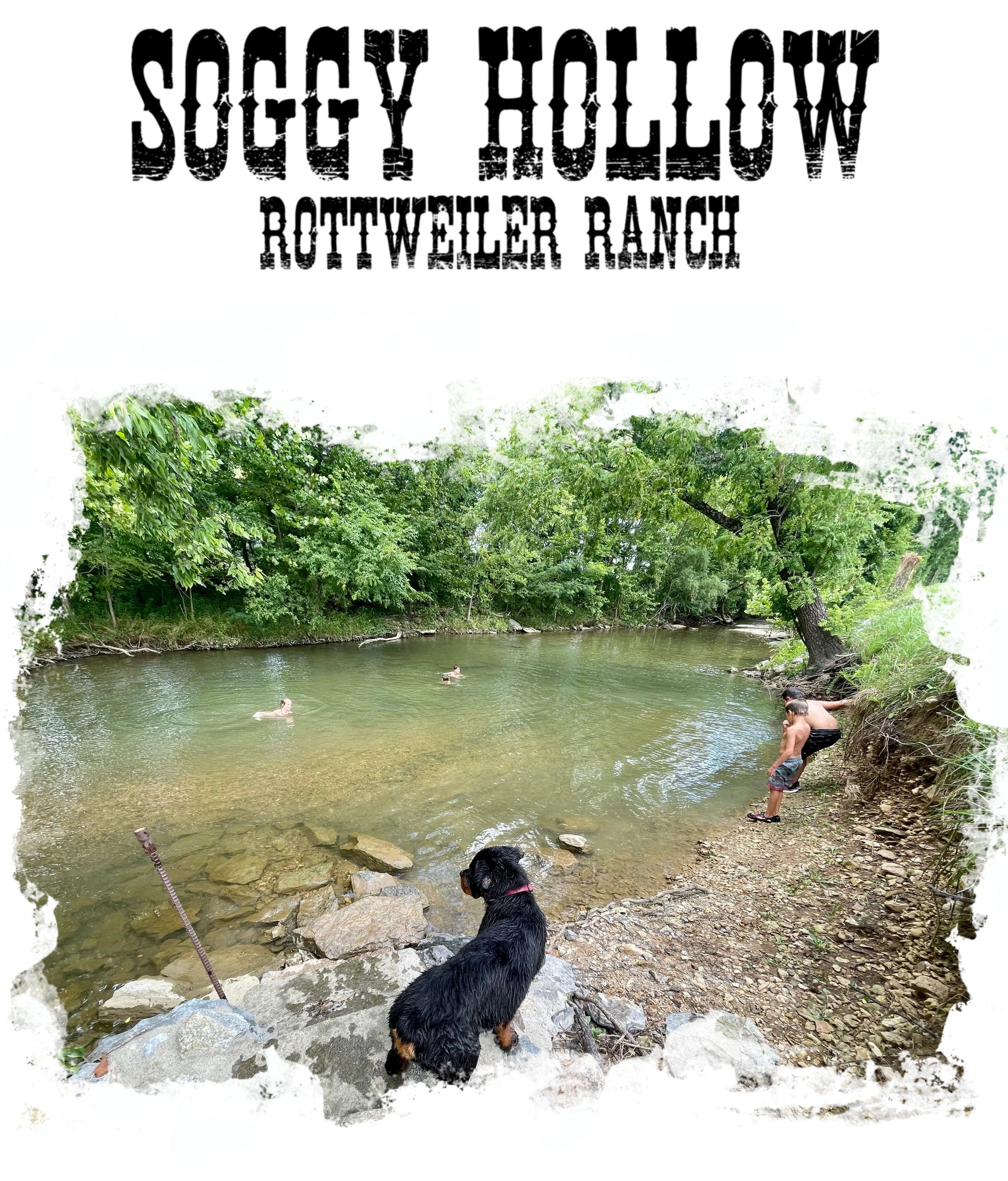 FAQ | Soggy Hollow Rottweiler Ranch