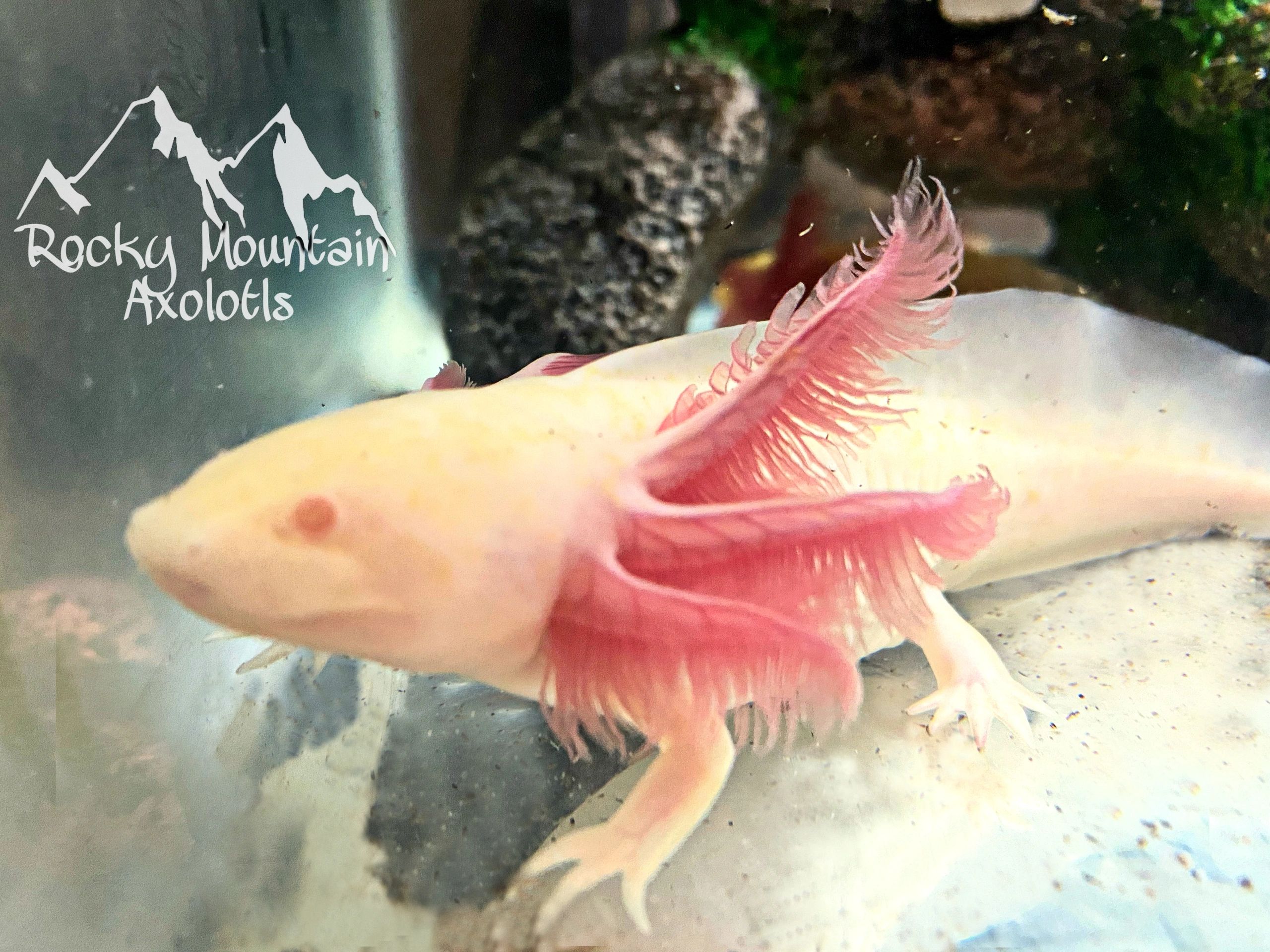 Melanoid Axolotl Albino