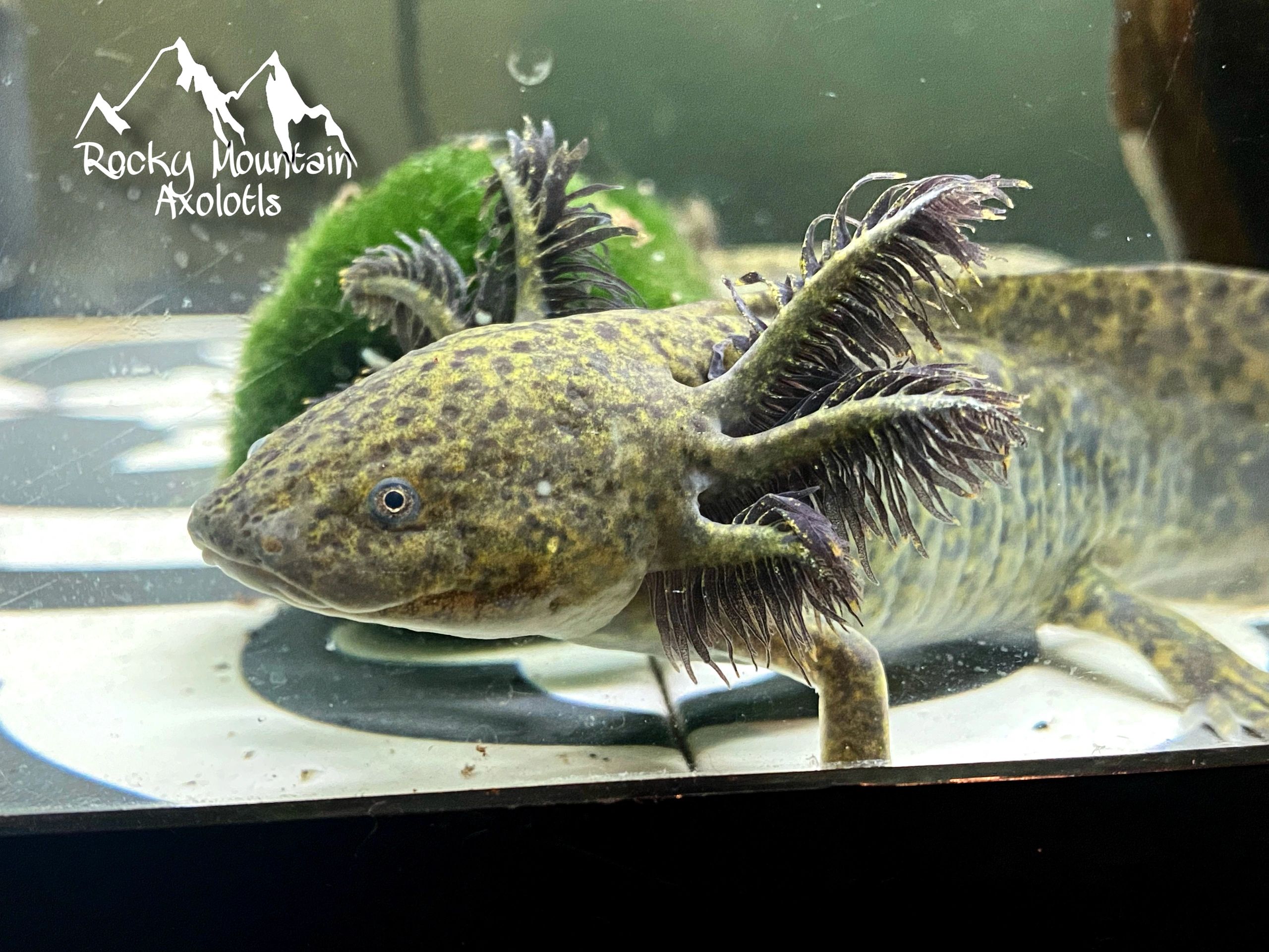 Gfp Wild Type Axolotl