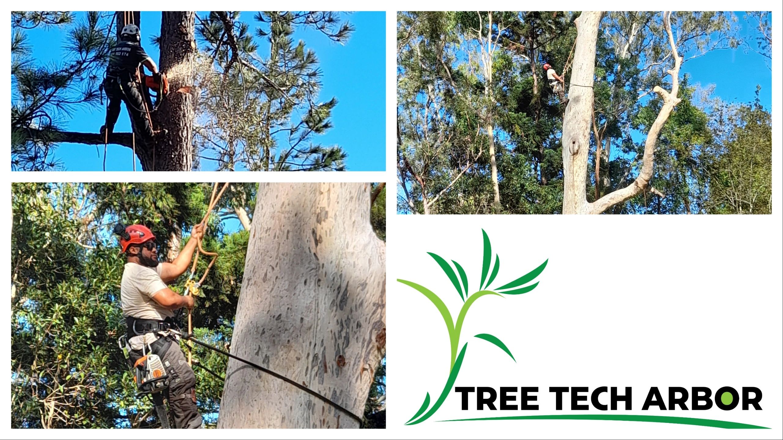 Tree Tech Arbor