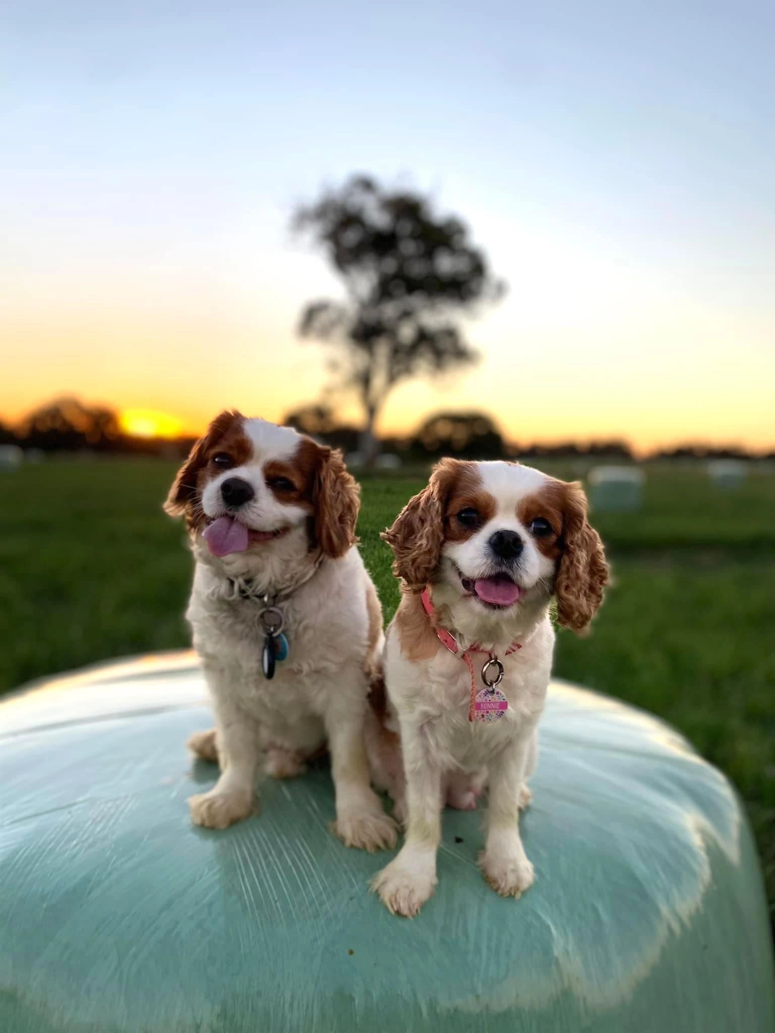 Home [maxskennelclub.com.au]