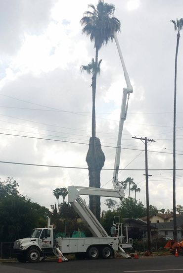 Mario's Tree Service