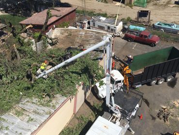 Mario's Tree Service