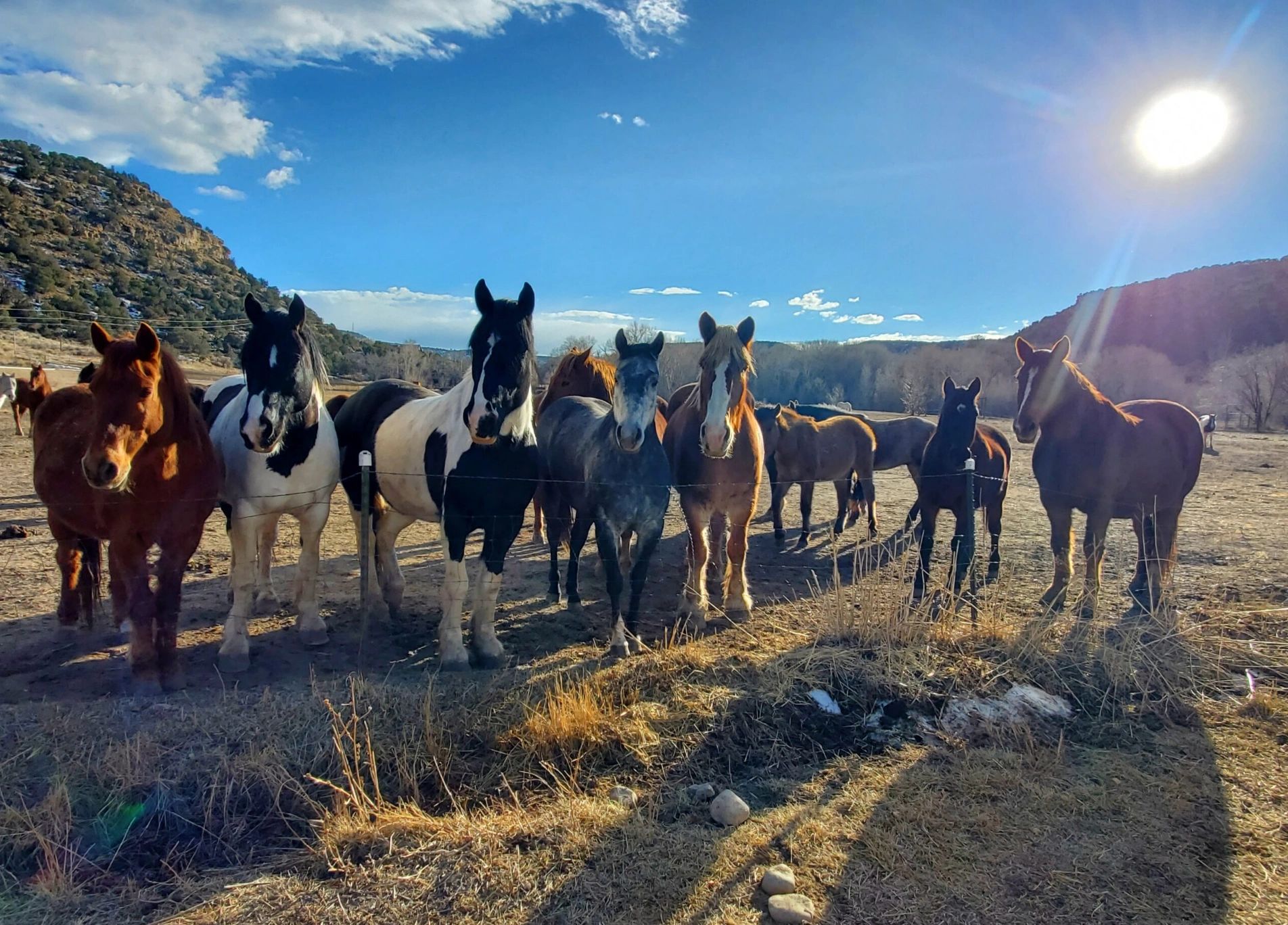 Experience the Healing Power of Horse Therapy at Metaphorse