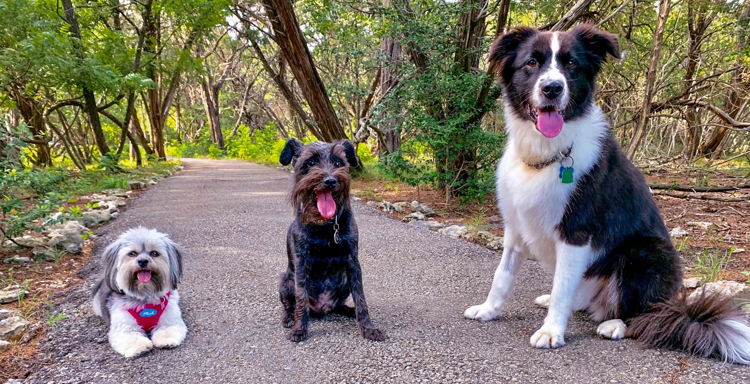 Loving Pet Care - Pet Care, Pet Services