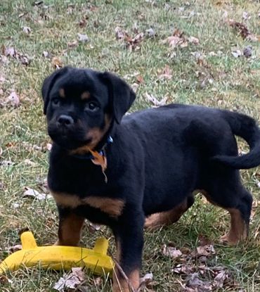 Vom Calvario Rottweilers - Our Rottweiler, Photo Gallery