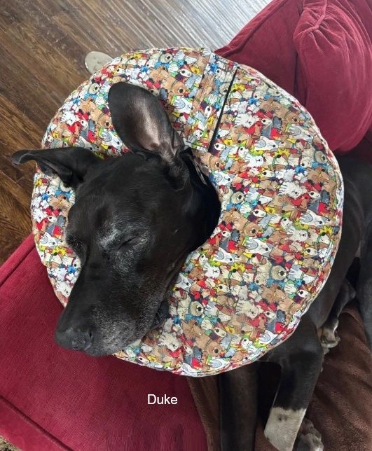 Duke from Oklahoma Snuggles in his new Neck Hug®