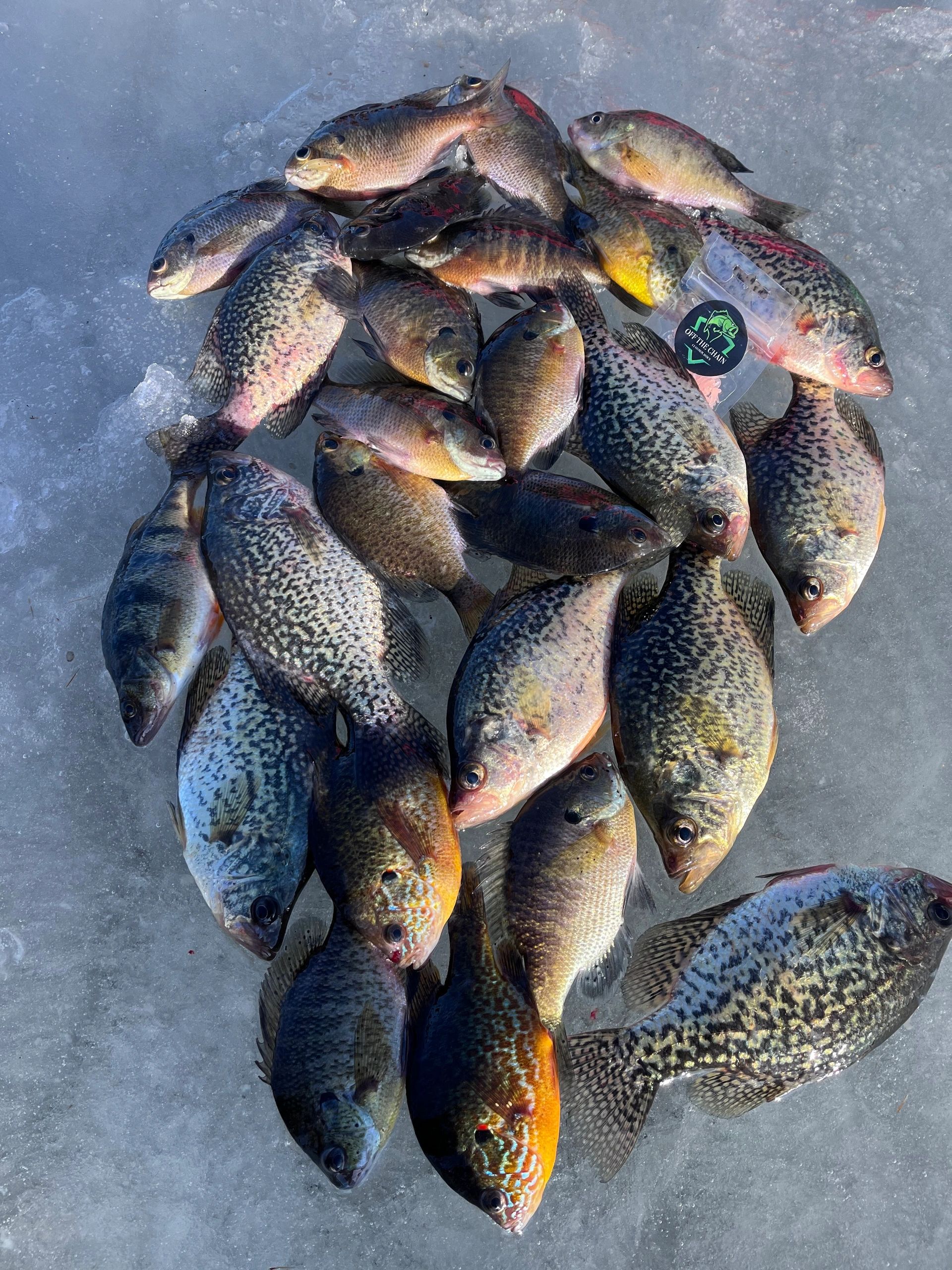 Sold exclusively at Scottie's Bait and Tackle in Three Lakes, WI