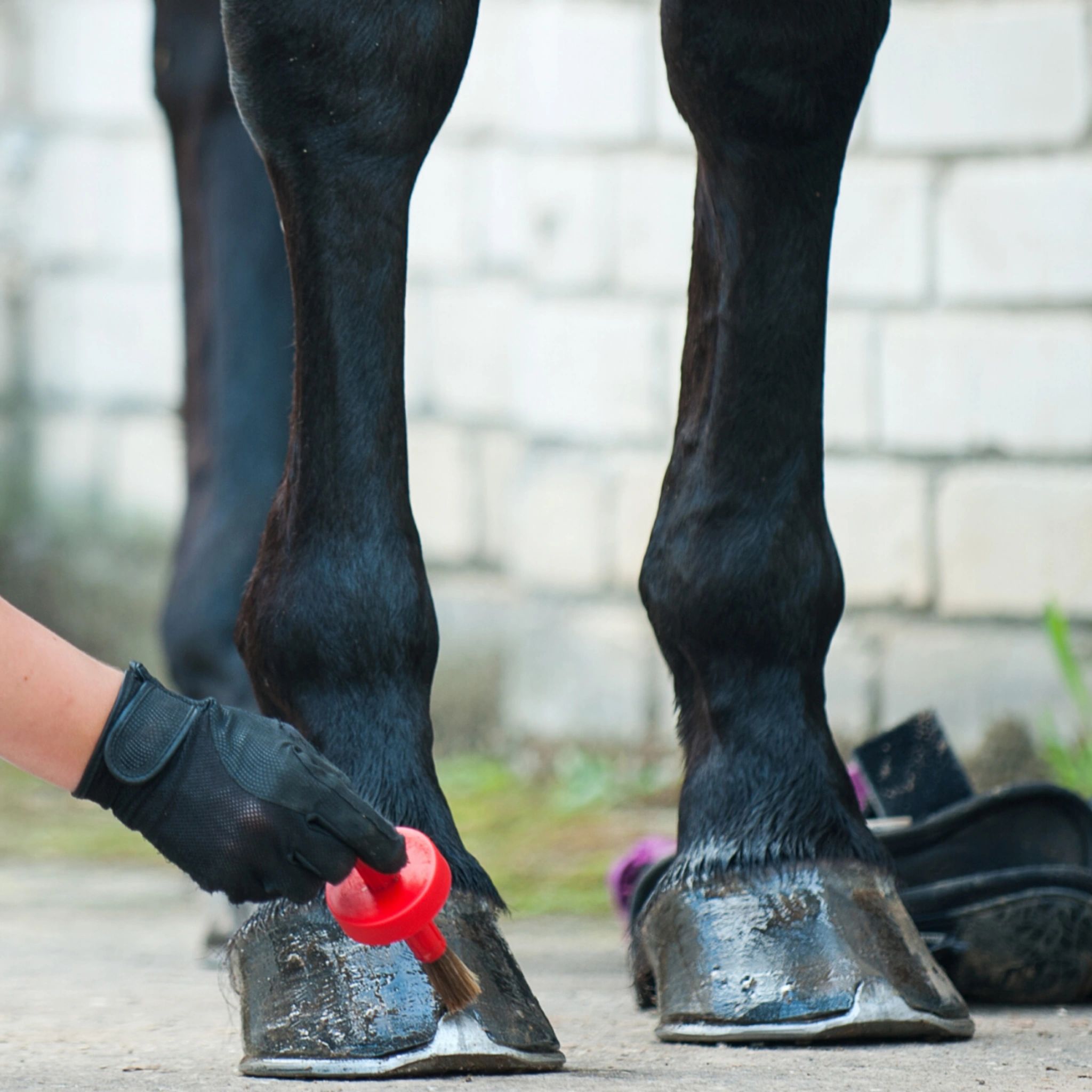 Need help at a horse show? There’s an app for that