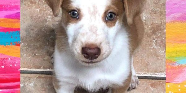 Puppies | Love Connection Dog Rescue