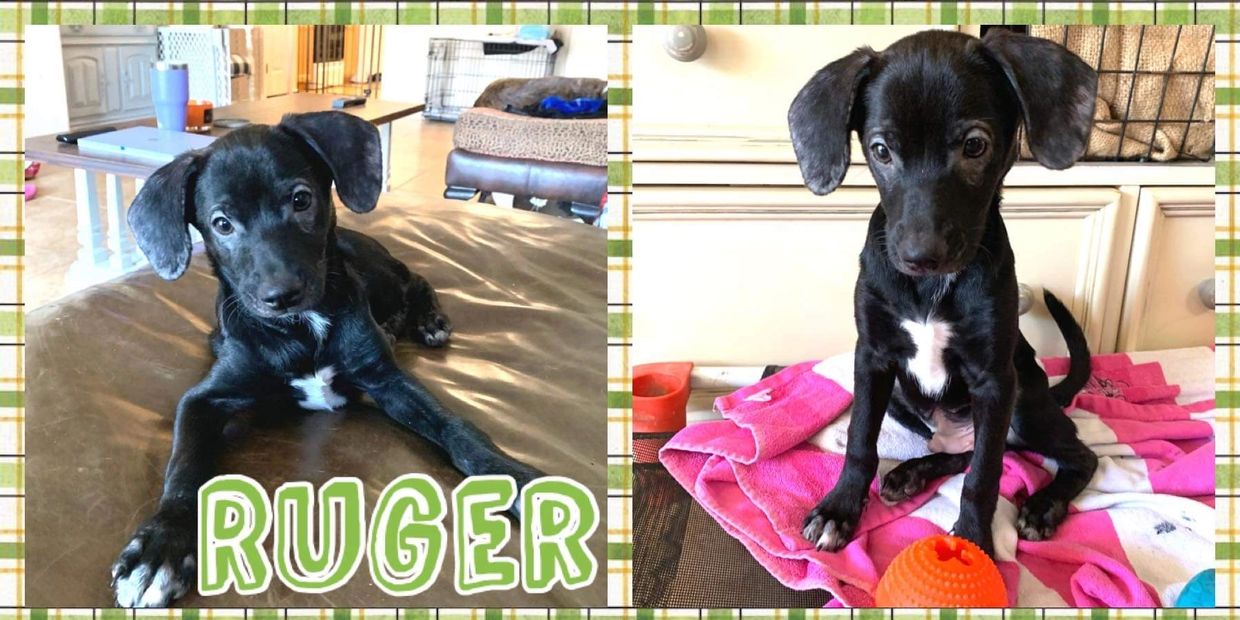 Puppies | Love Connection Dog Rescue