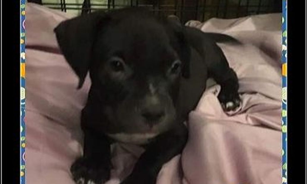 Puppies | Love Connection Dog Rescue