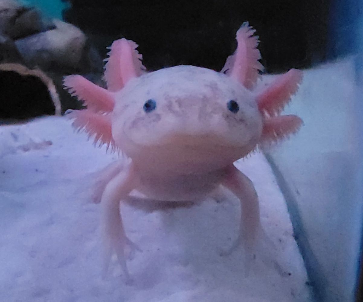 Pink Axolotl For Sale
