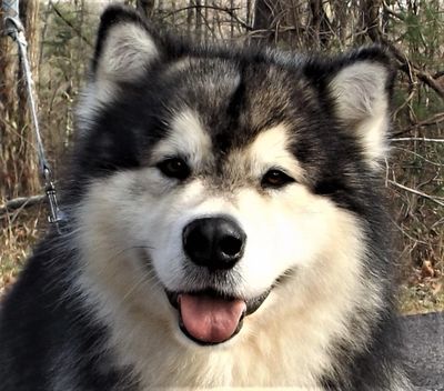 Kalamals Alaskan Malamutes - Alaskan Malamutes, Puppies