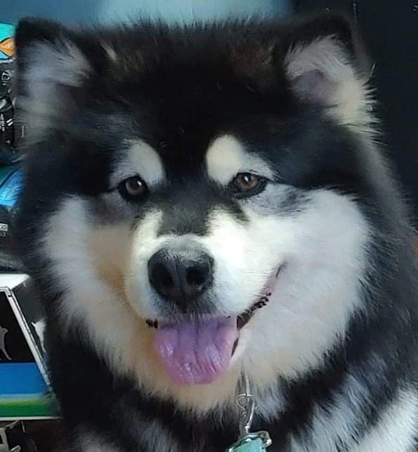 What Is A Wooly Malamute