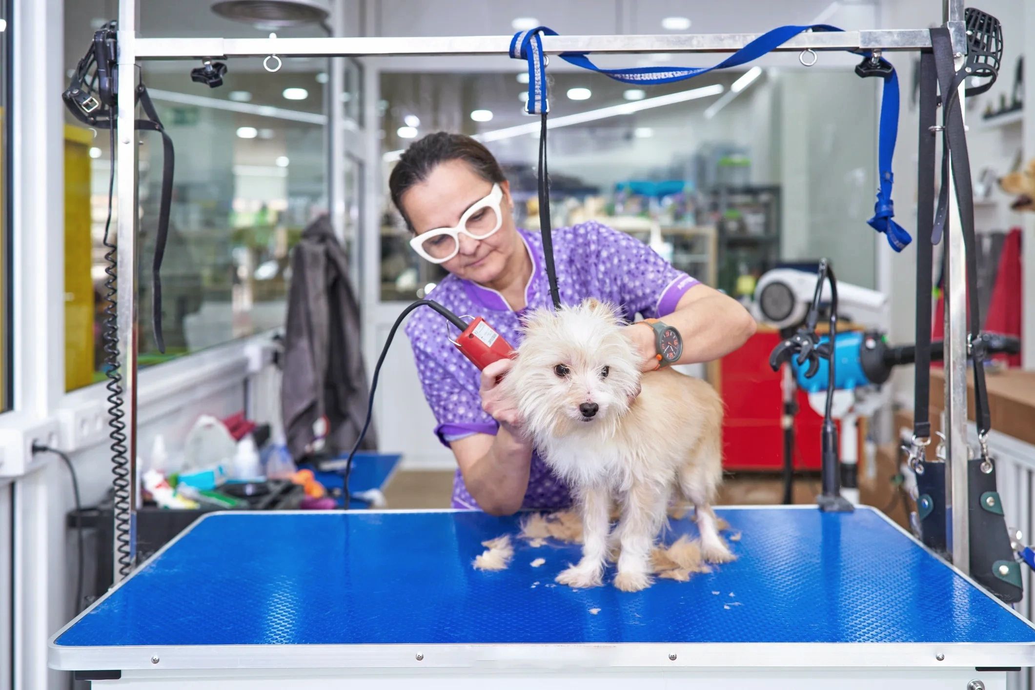 Pet Grooming Apprenticeship Website - Home