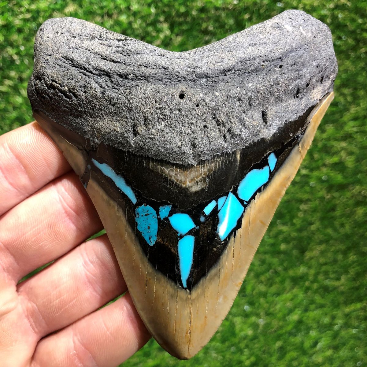 4.64 Inch Inlaid Megalodon Tooth (IT-24)