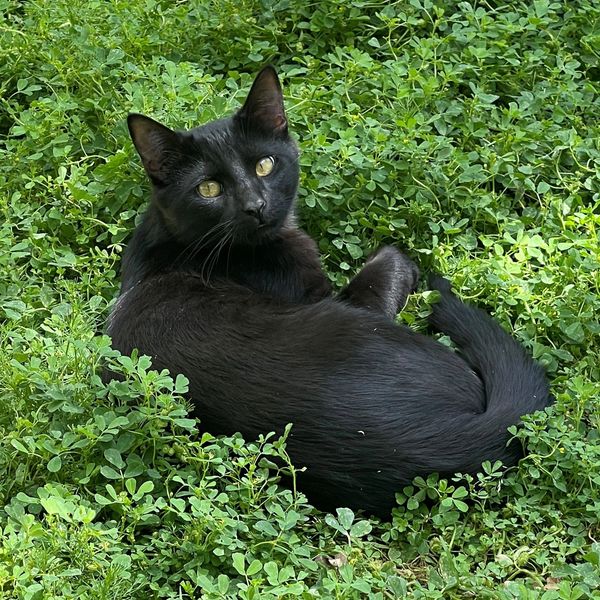 Our Cats