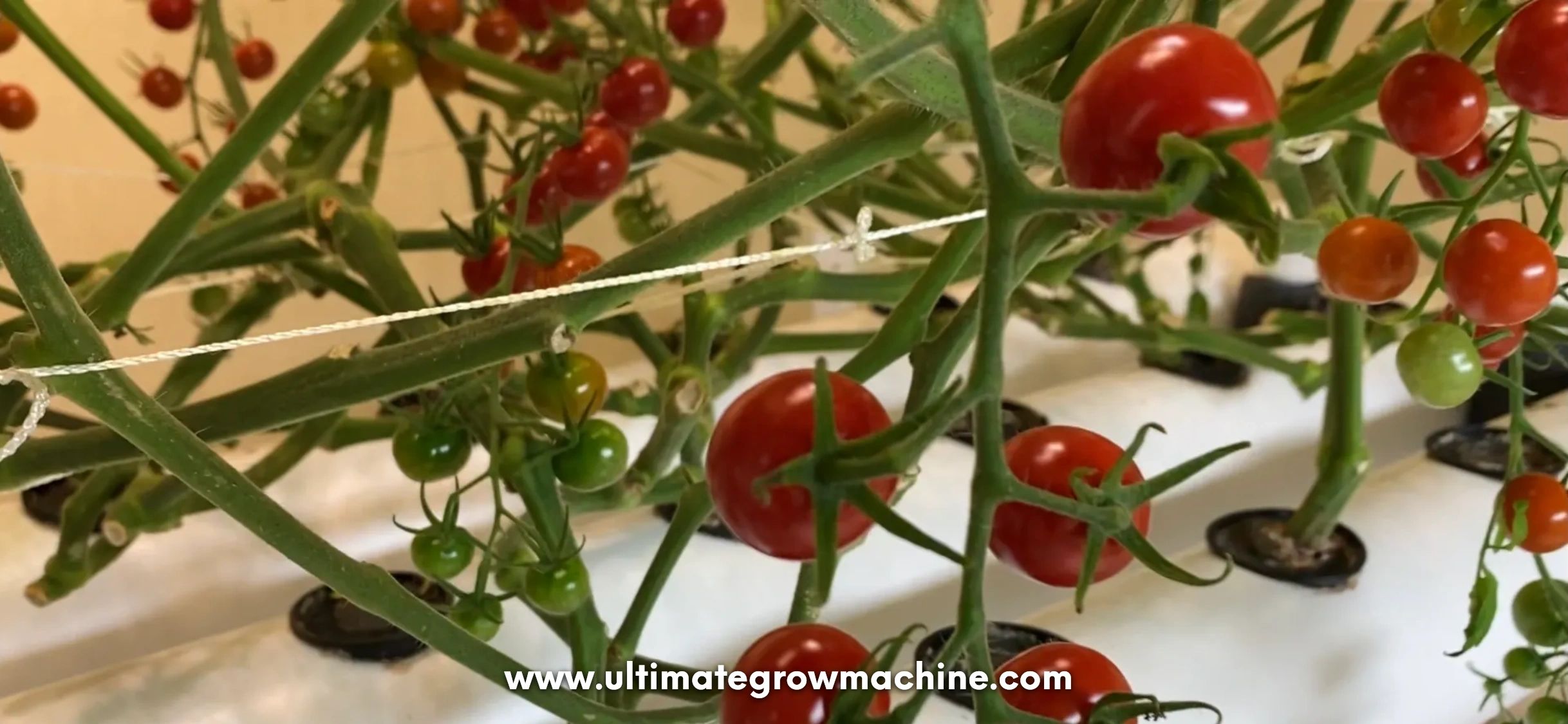 Ultimate Grow Machine