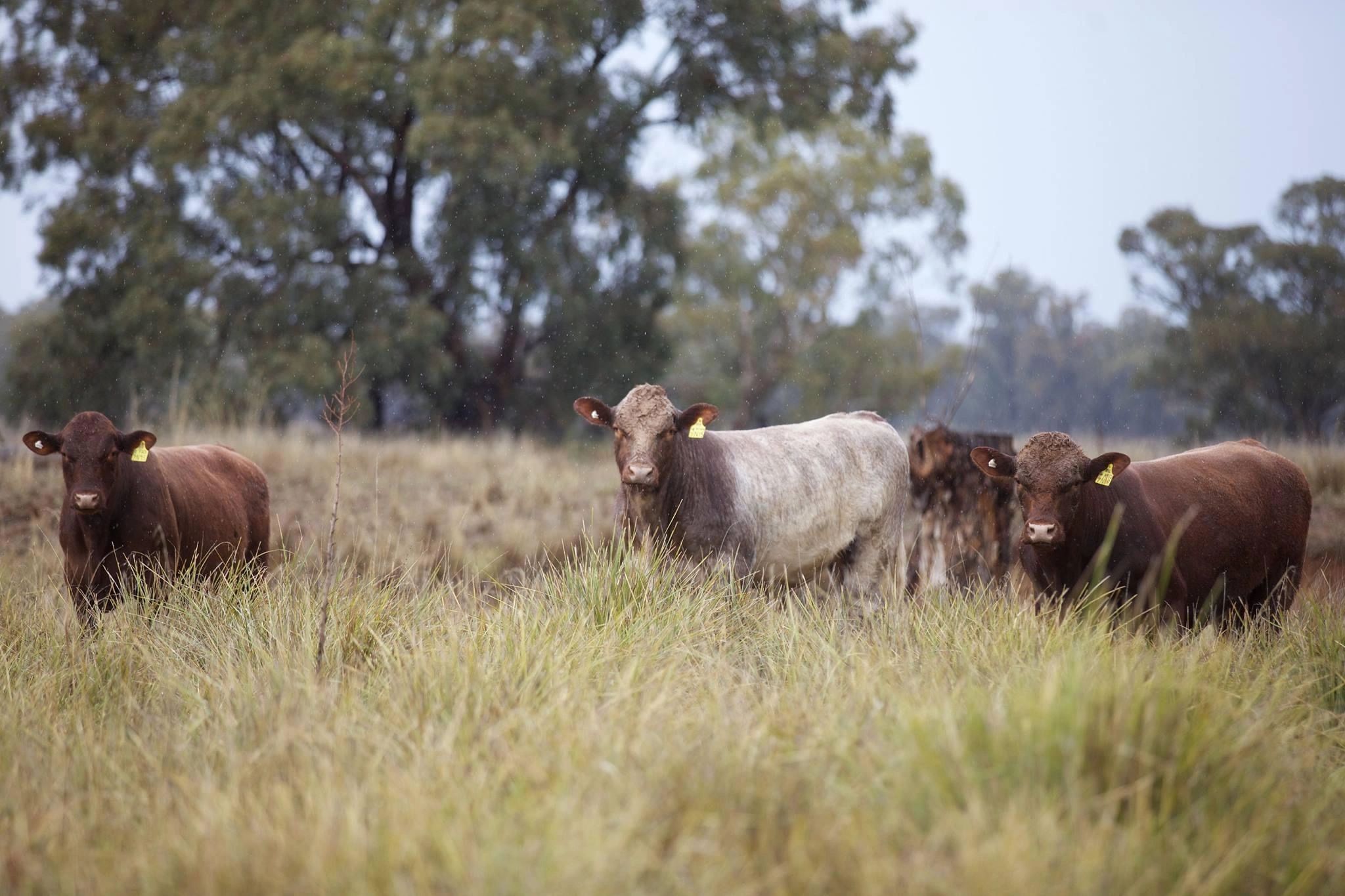 Polldale Stud Shorthorns