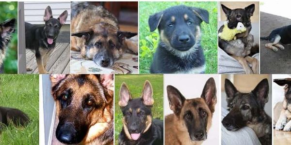 German Shepherd Resource and ResCue Center, Inc. - Rescue, Shelter